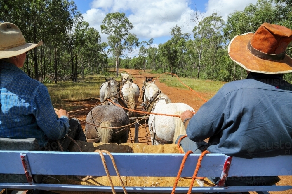 Image of A pair of dray drivers control a team of five horses harnessed ...