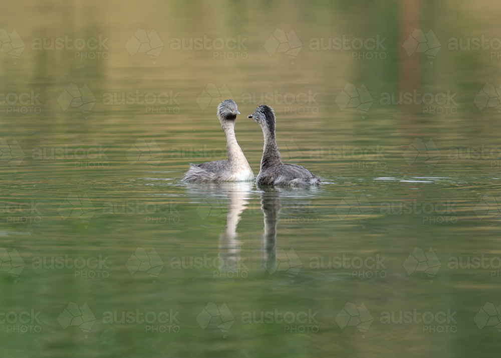 Image of A pair of hoary-headed grebes (Poliocephalus) facing each ...