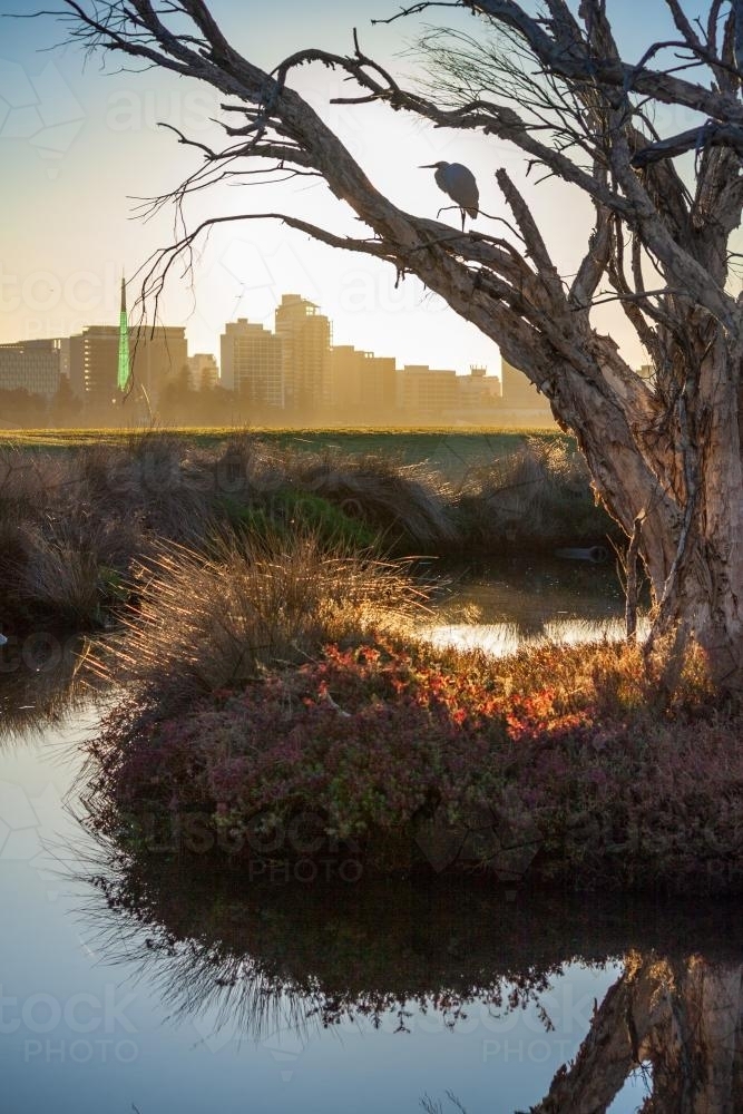 Image of A perched water bird in morning sunshine near the Perth CBD ...