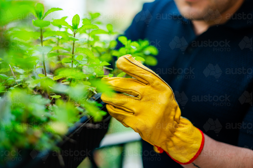 Image of A person is caring for green plants while wearing yellow ...