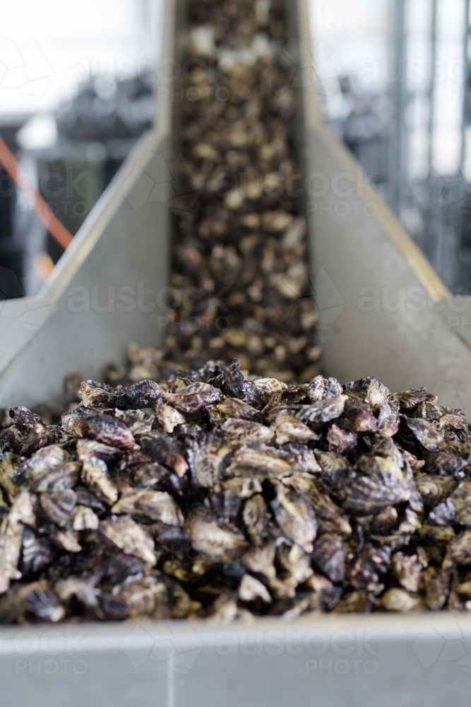 Image of a pile of fresh pacific oysters - Austockphoto