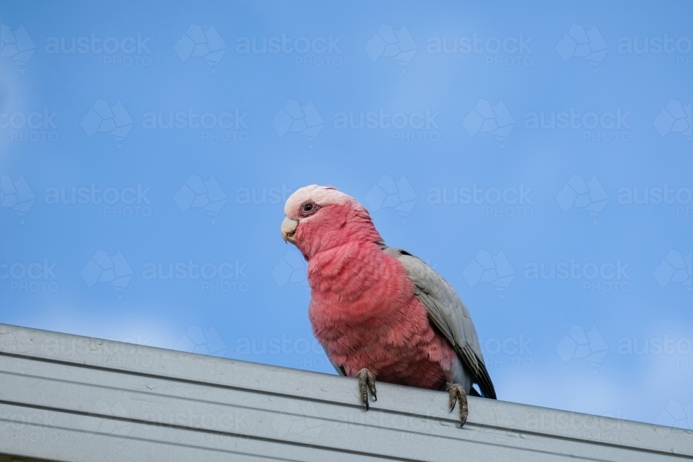 Image of A Pink and Grey Galahs sitting on a tin roof gutter - Austockphoto