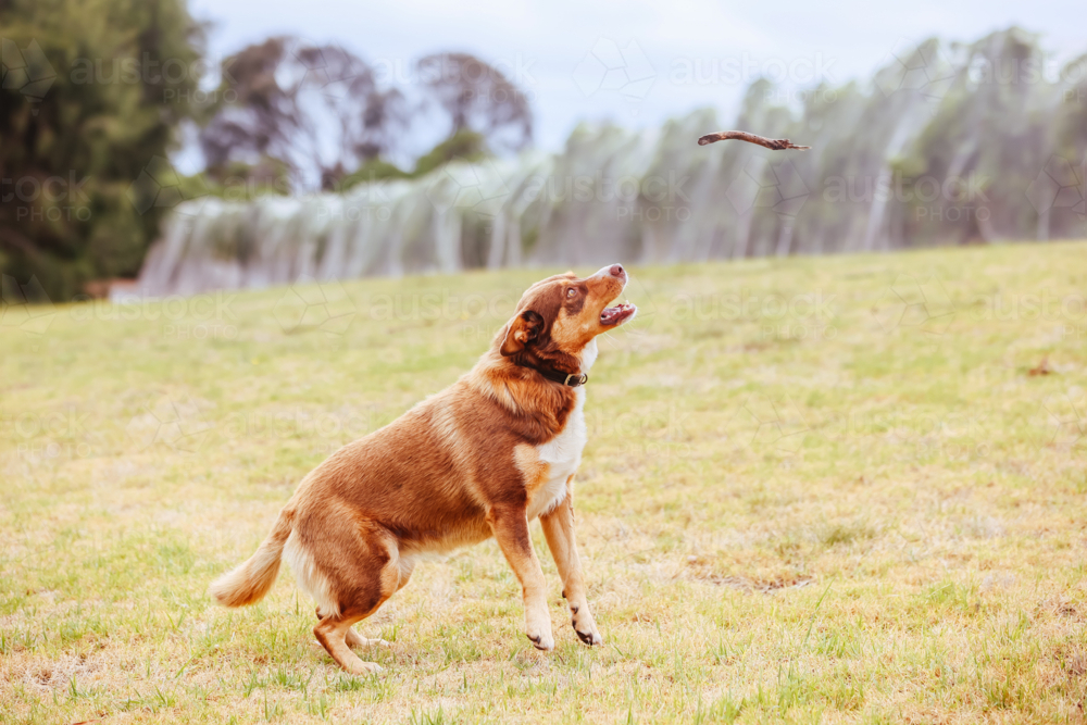 Image of A playful Australian Kelpie plays with a stick in Australia ...