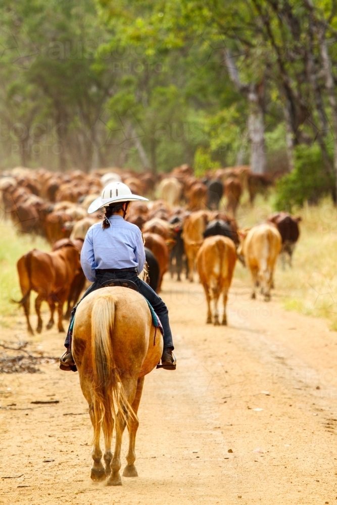 Image of A pre-teen girl mustering on a horse. - Austockphoto