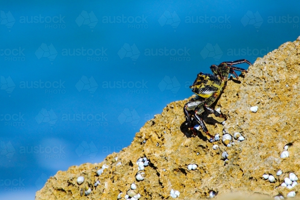 Image of A purple rock crab scurries along a limestone boulder next to ...
