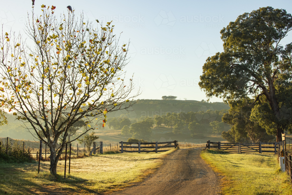 Image of A quiet country road glows under the golden morning sun, as ...