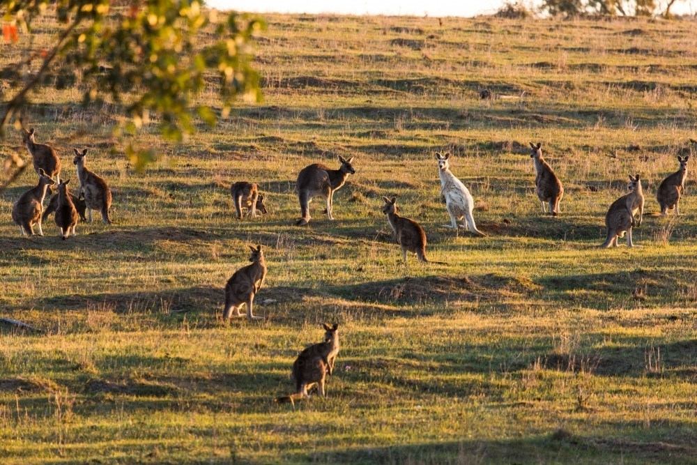 Image of a rare white kangaroo grazing with other eastern grey ...