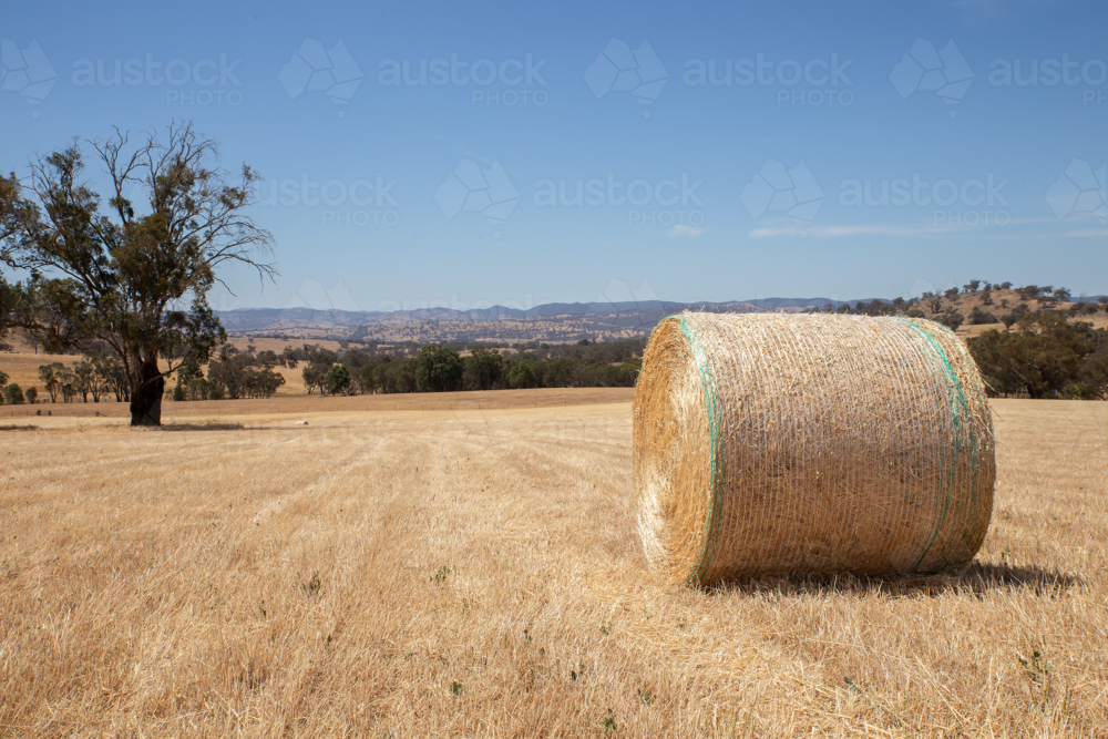 Image of A round bale of hay in a paddock - Austockphoto