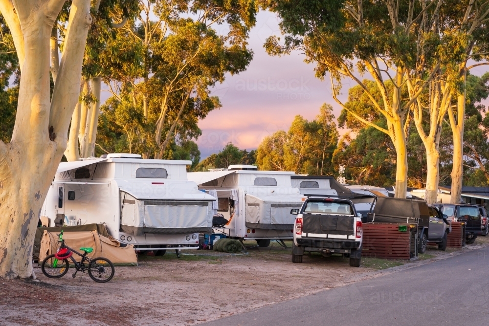 Image of A row of caravans and 4 wheel drives under tall gumtrees in a ...