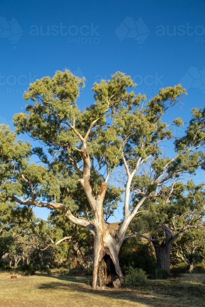 Image of A scarred and split gum tree under a blue sky. - Austockphoto