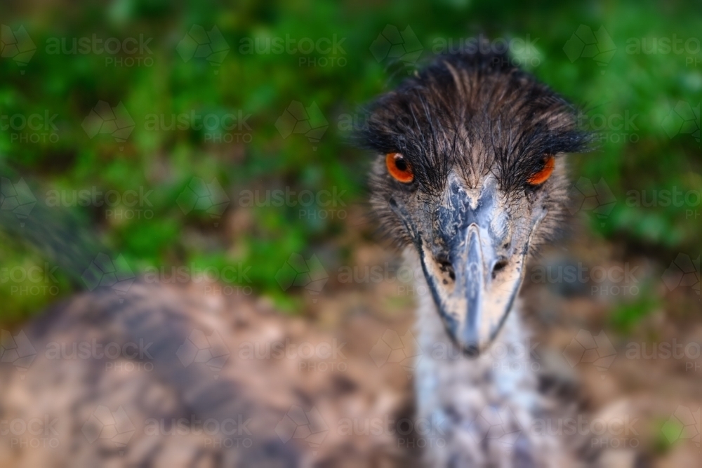 Image of A shallow depth of field photo of an australian emu (Dromaius ...