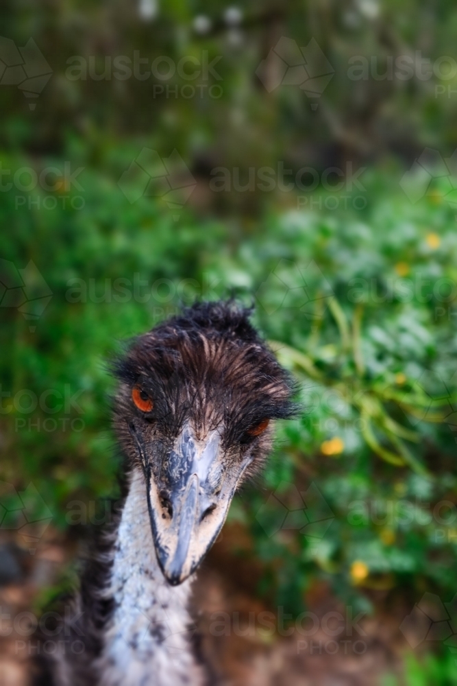 Image of A shallow depth of field photo of an australian emu (Dromaius ...