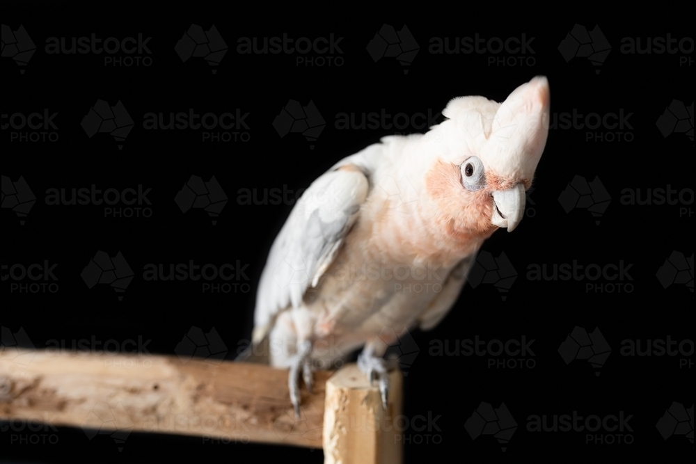 Image of A shallow depth of field photo of an Australian galah corella ...