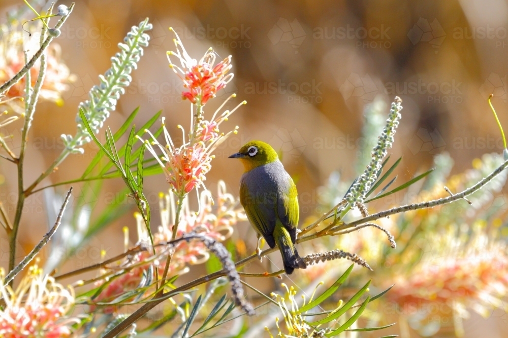 Image of A Silvereye perched among grevillea flowers. - Austockphoto