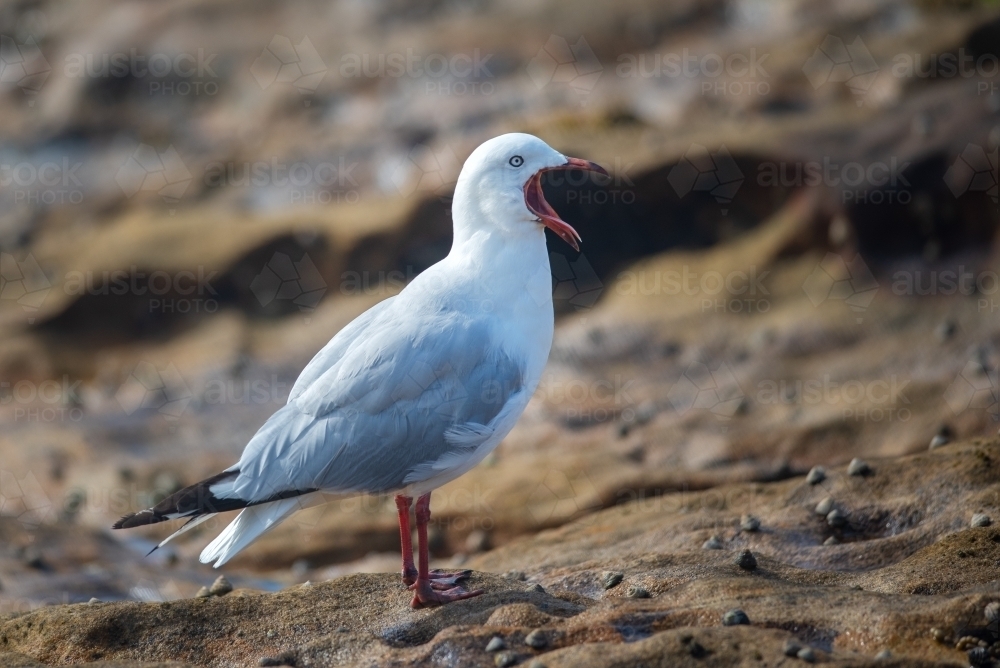 Image of A single Silver Gull with its mouth open on a brown rocky ...