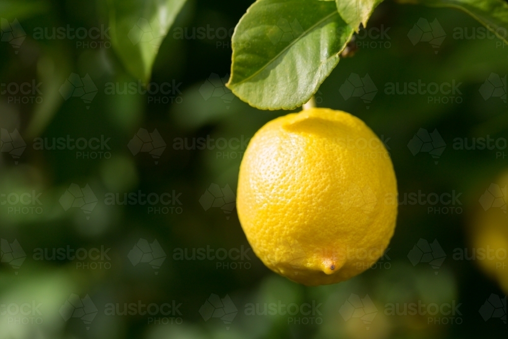 Image of A single yellow lemon on tree with green leaves - Austockphoto