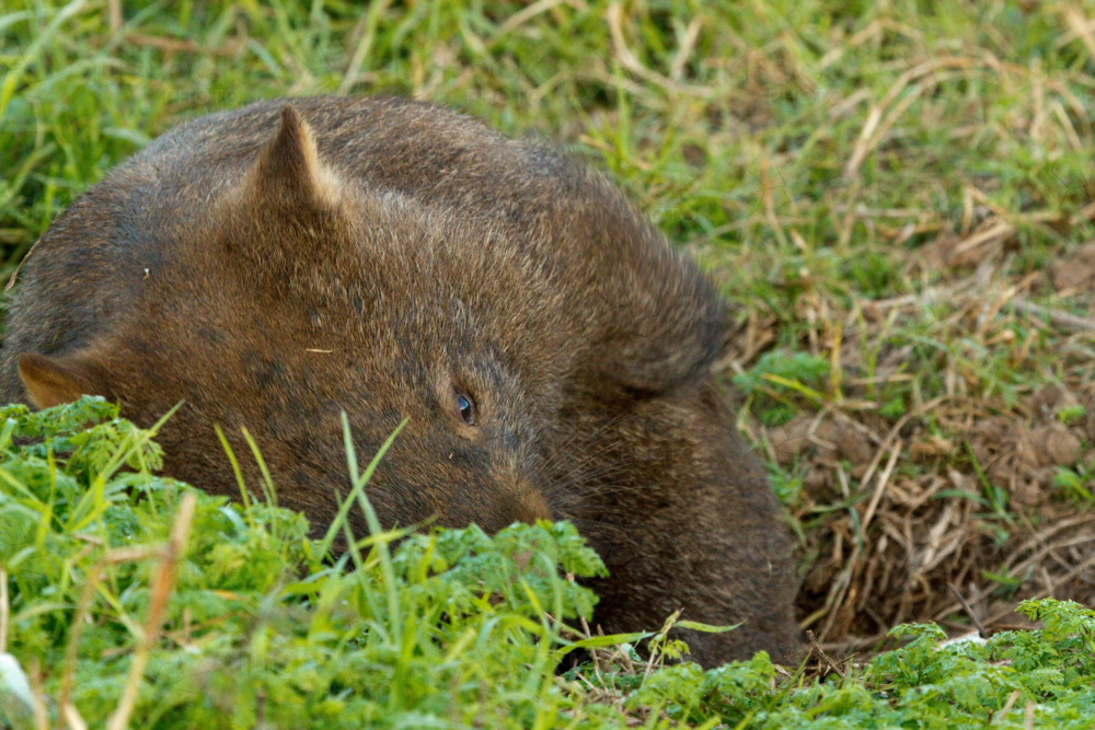 Image of A sleepy Bare-nosed wombat scratching its back. - Austockphoto