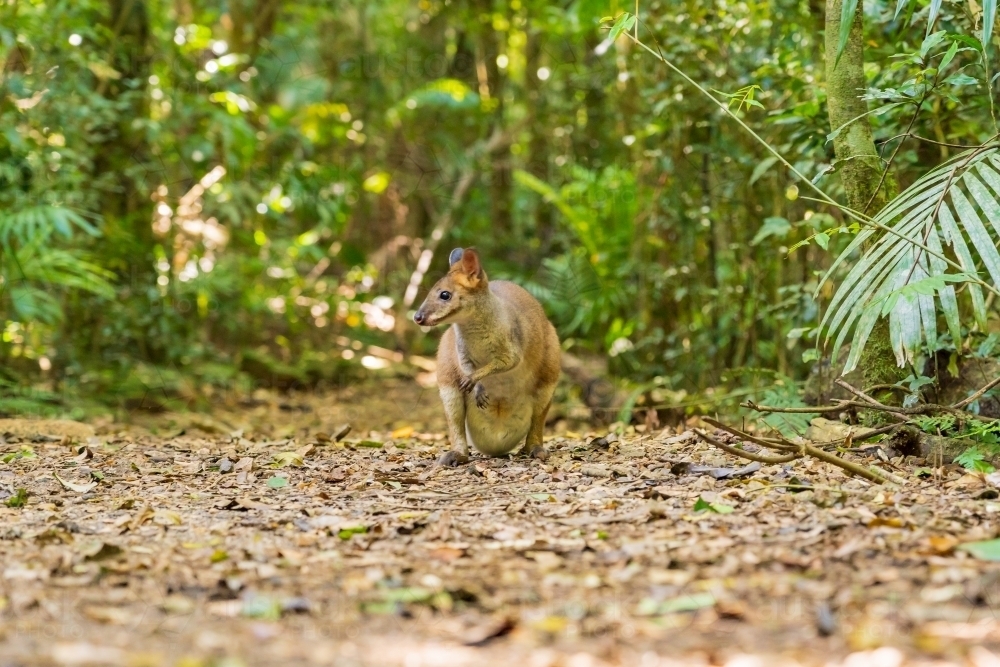 Image of A small wallaby standing in the middle of a walking track ...