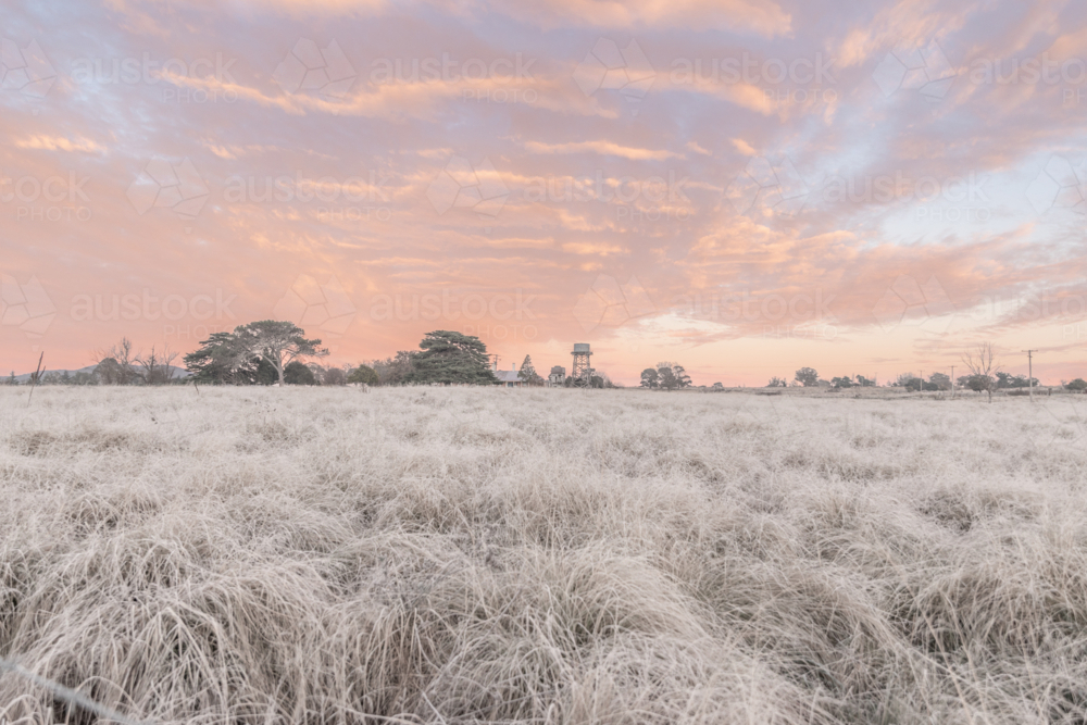 Image of A soft winter scene with a frosty field underneath pink cloudy ...