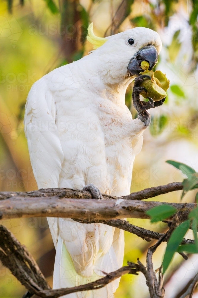 Image of A Sulphur Crested Cockatoo sitting on a branch eating a piece ...