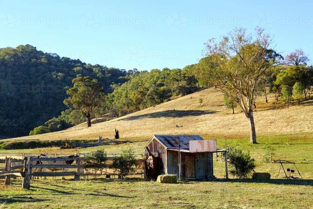 Image of A tin shed hut and cattle yards in the foothills of the Snowy ...