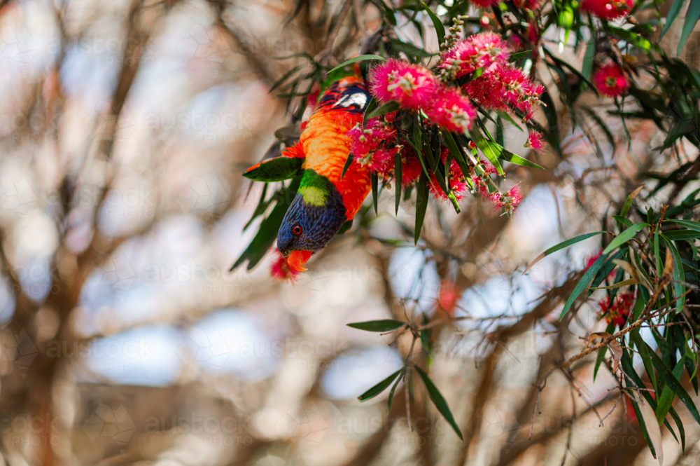 Image of A vibrant rainbow lorikeet hangs upside down, enjoying nectar ...