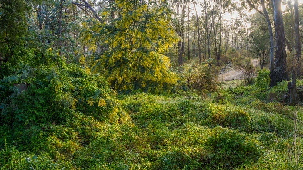 Image of A view of the Australian bush with gumtrees and golden wattle ...