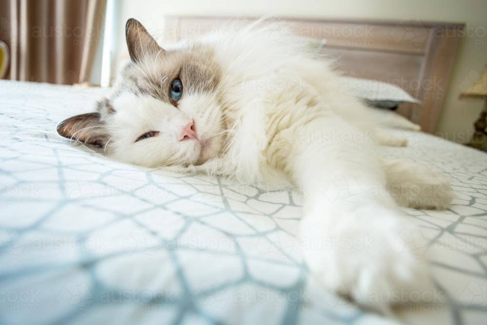 Image of A white cat laying on a bed - Austockphoto
