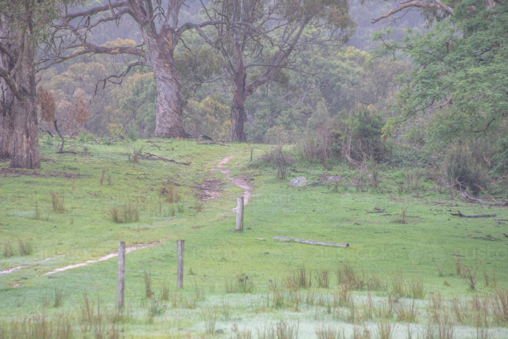 Image of A winding dirt track with green grass and gum trees - Austockphoto