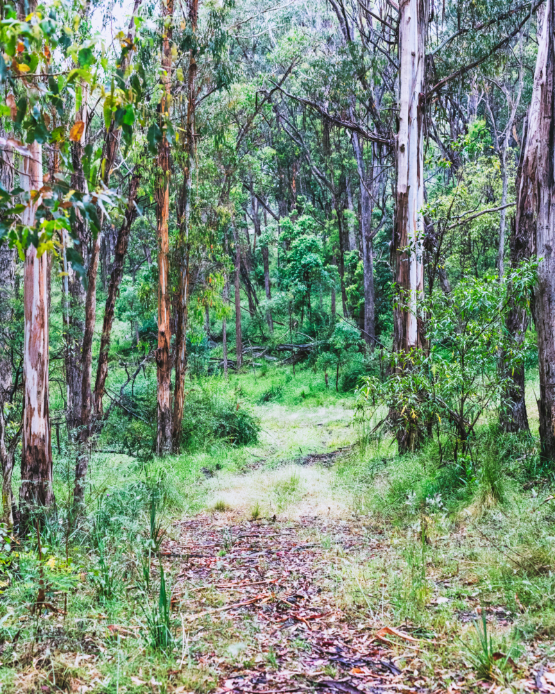 Image of A winding path through a rainforest - Austockphoto
