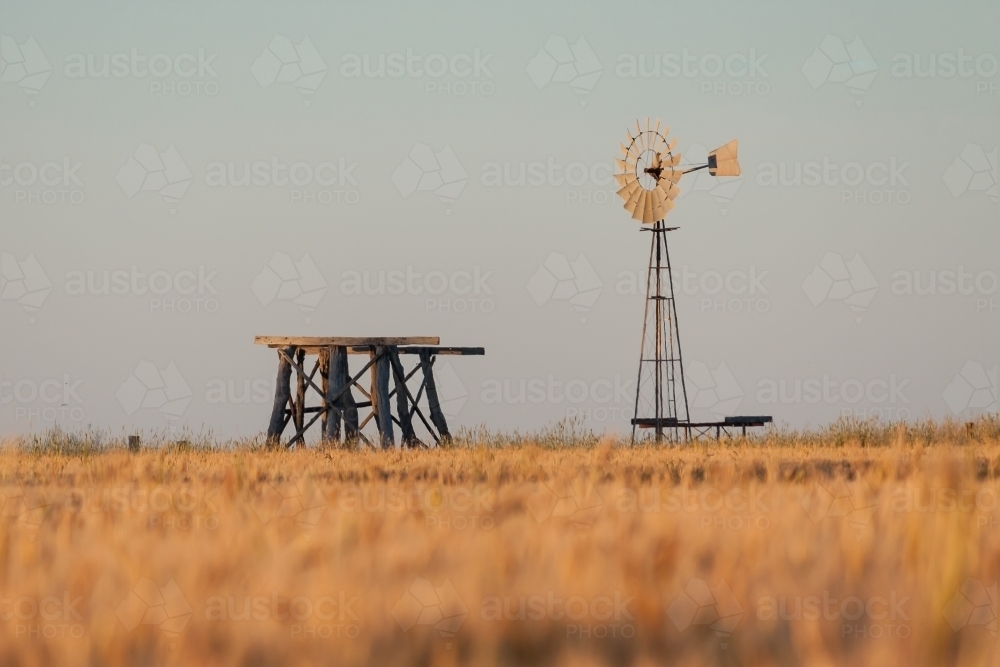 Image of A windmill and wooden tank stand sit in a crop of wheat ...