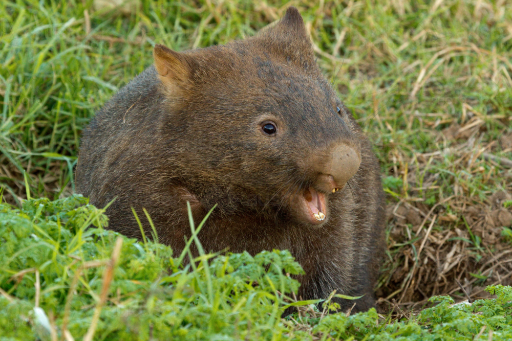 Image of A yawning sleepy Bare-nosed wombat emerging from its burrow ...