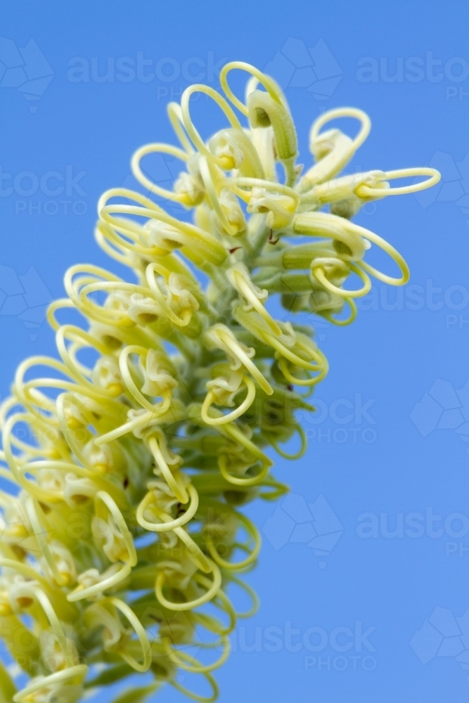 Image of A yellow flower of a native Australian plant, Grevillea ...