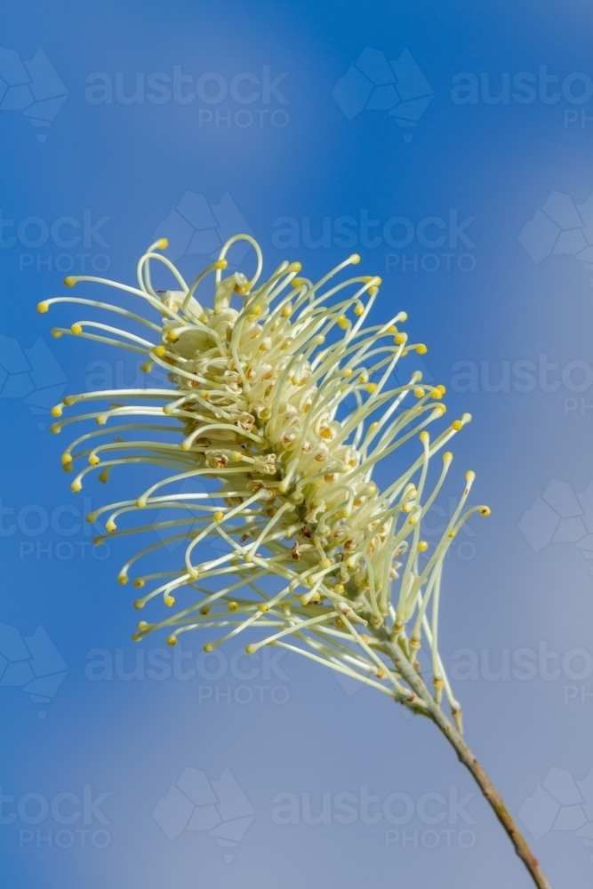 Image of A yellow flower of a native Australian plant, Grevillea ...