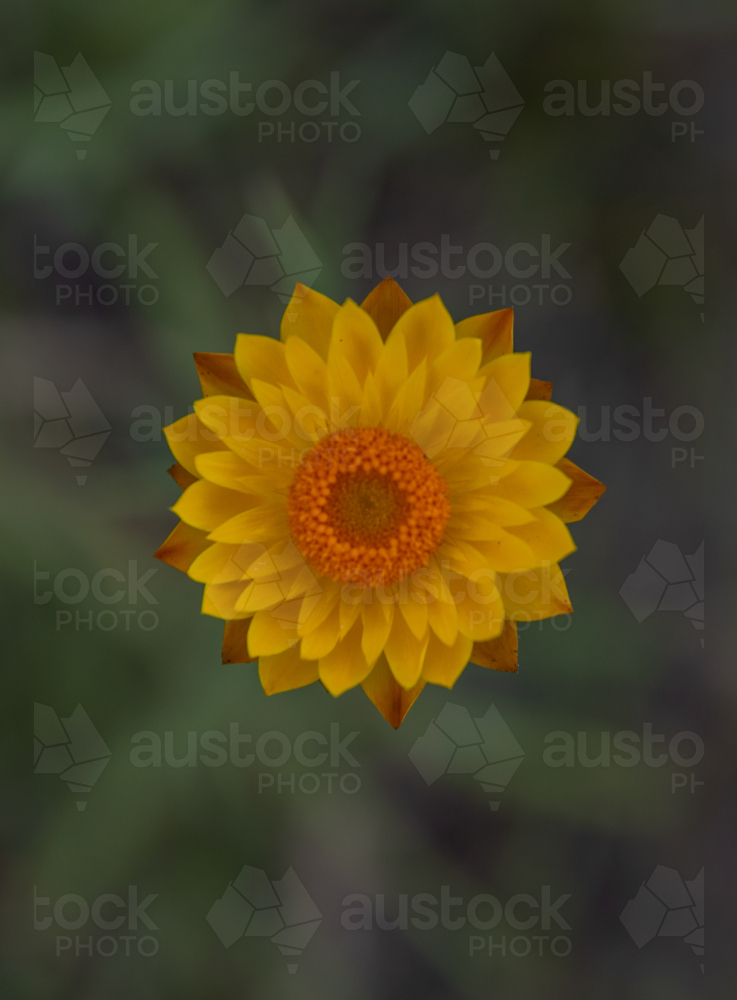 Image of A yellow paper daisy with a blurred green background ...