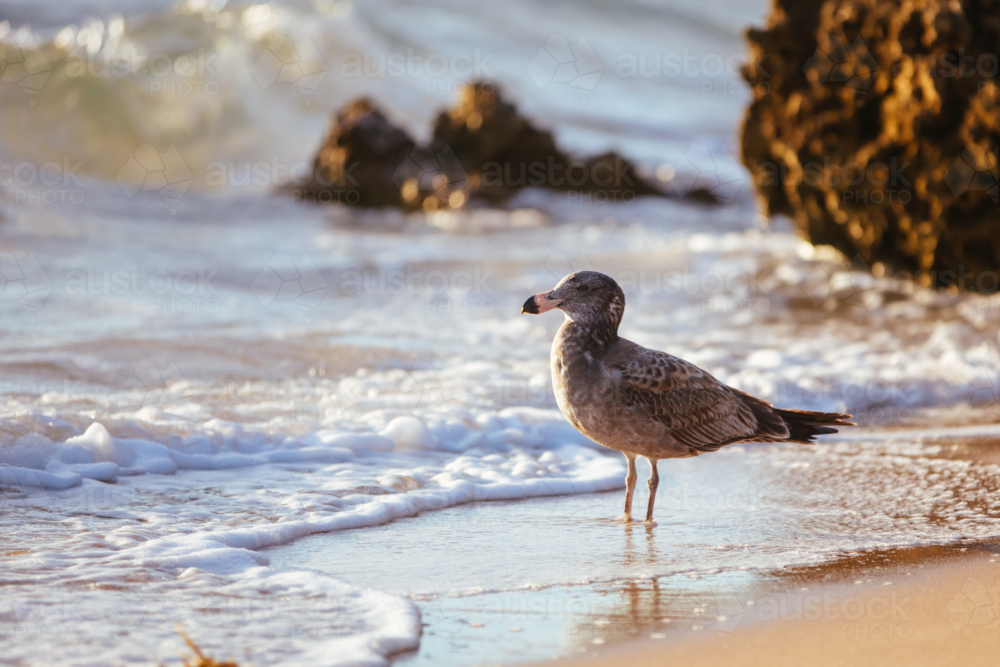 Image of A young Pacific Gull on a beach at sunrise in Sorrento ...