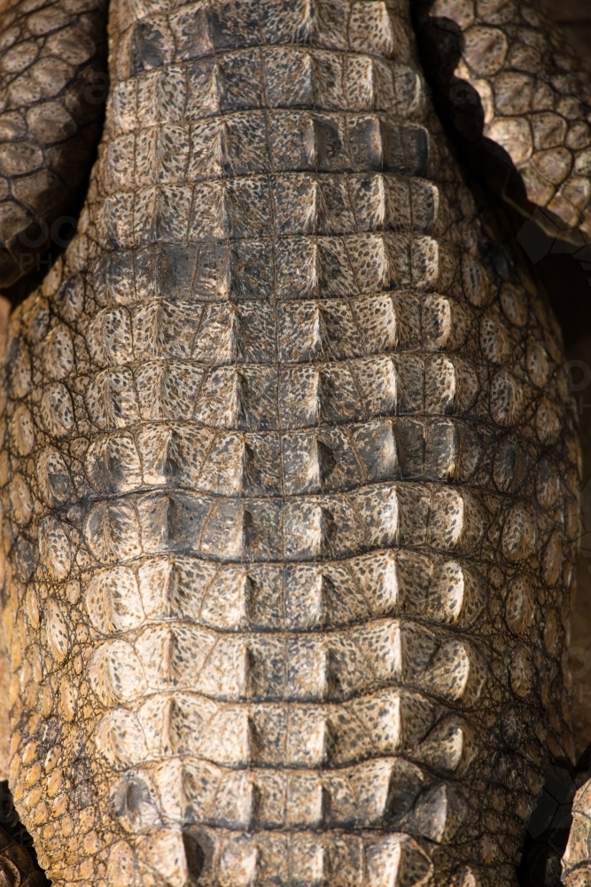 Image of Abdomen section of a freshwater crocodile - Austockphoto