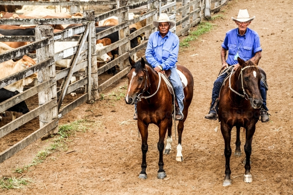 Image of Aboriginal and caucasian cattlemen on horses at a regional ...