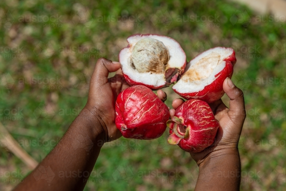 Image of Aboriginal child holding Red Bush Apples - Austockphoto