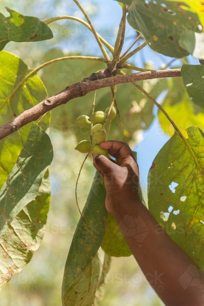 Image of Aboriginal child picking Kakadu Plums off the tree - Austockphoto