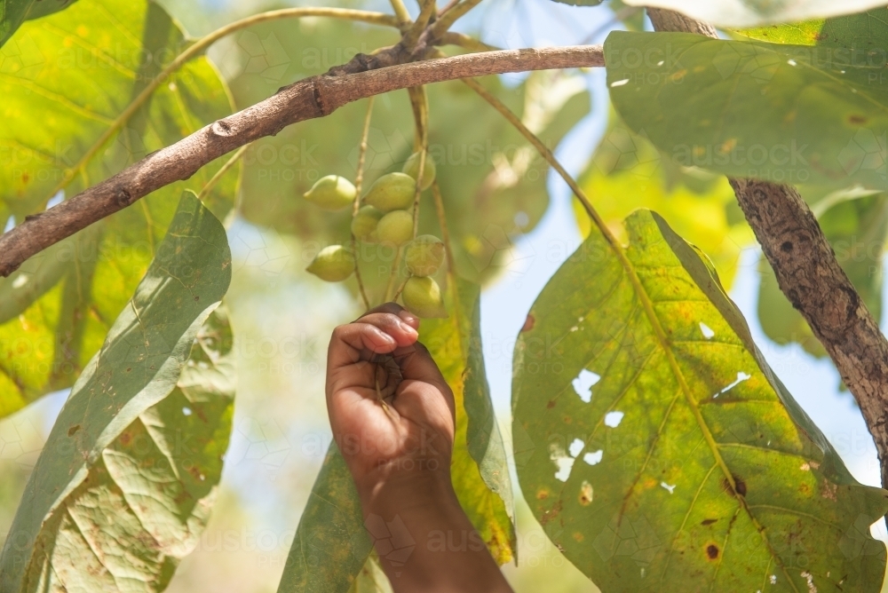 Image of Aboriginal child picking Kakadu Plums off the tree - Austockphoto