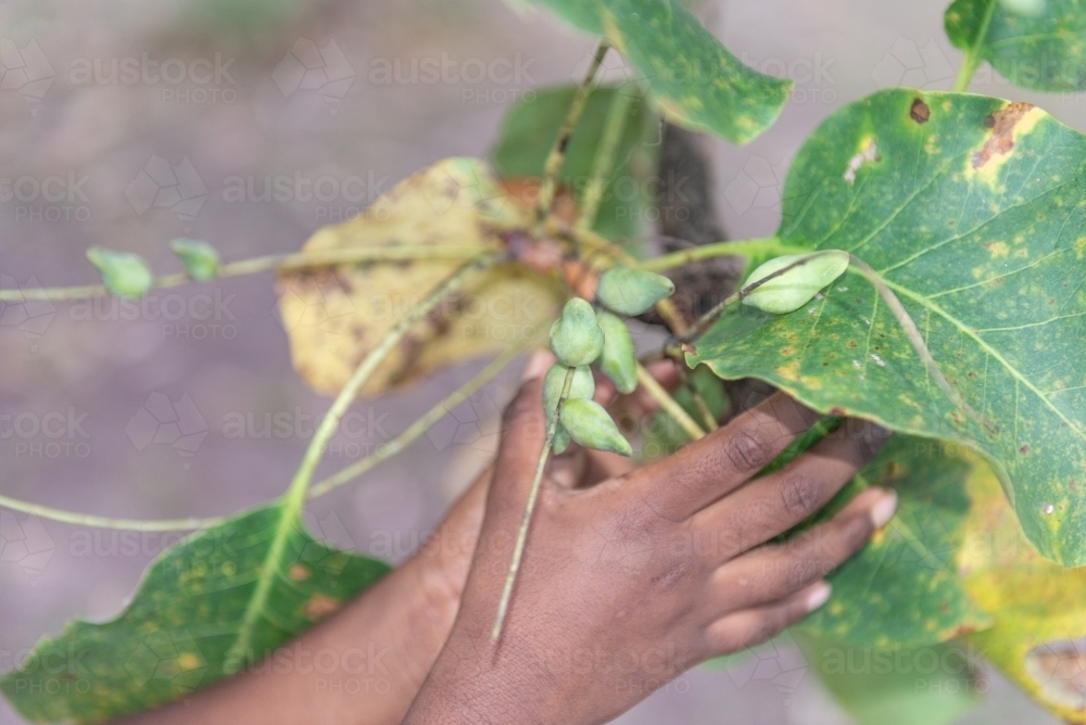 Image of Aboriginal hand picking Kakadu Plums - Austockphoto