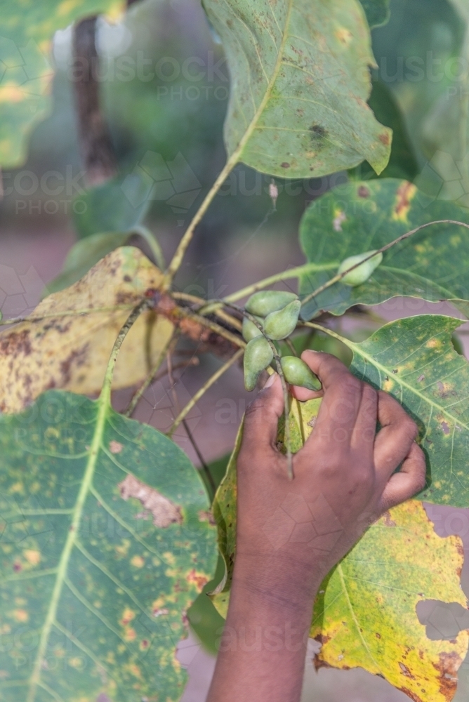Image of Aboriginal hand picking Kakadu Plums - Austockphoto