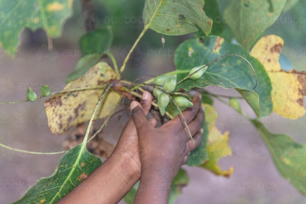 Image of Aboriginal hand picking Kakadu Plums - Austockphoto