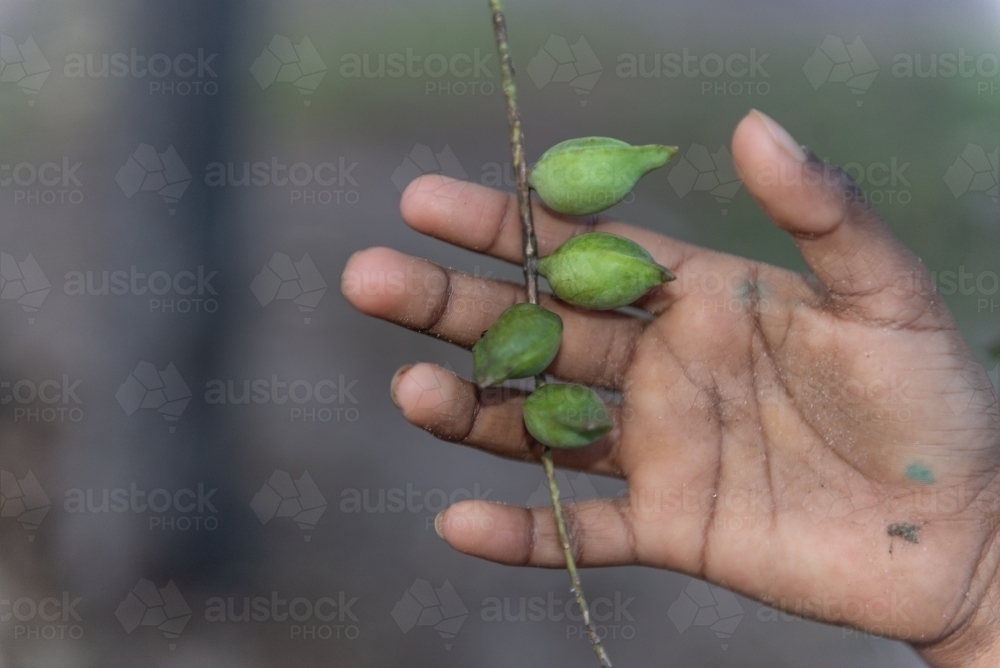 Image of Aboriginal hand picking Kakadu Plums - Austockphoto