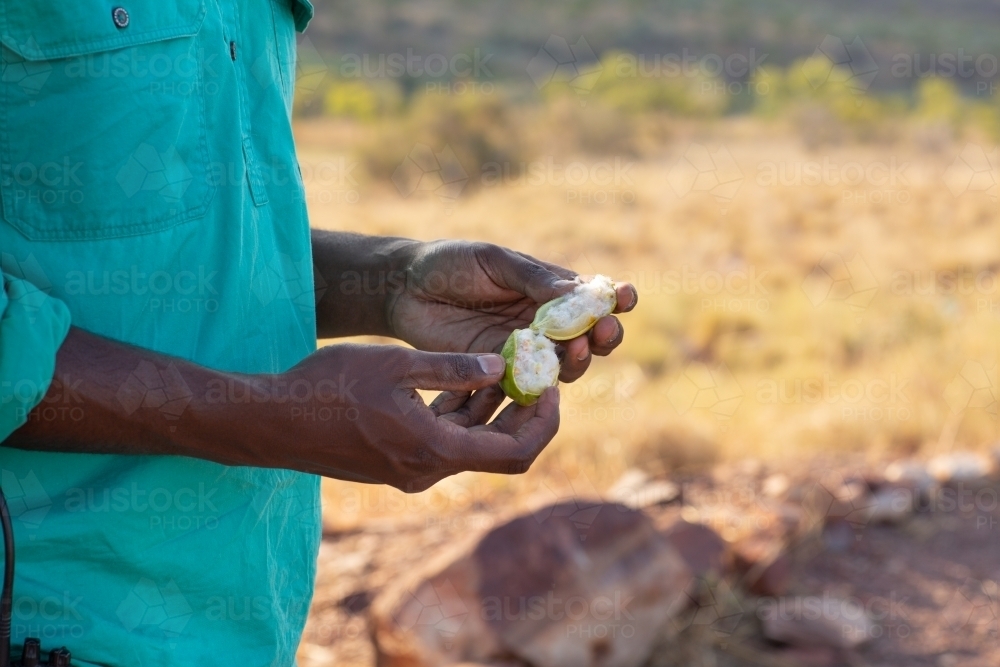 Image of Aboriginal man showing fruit of yellow kapok plant - Austockphoto