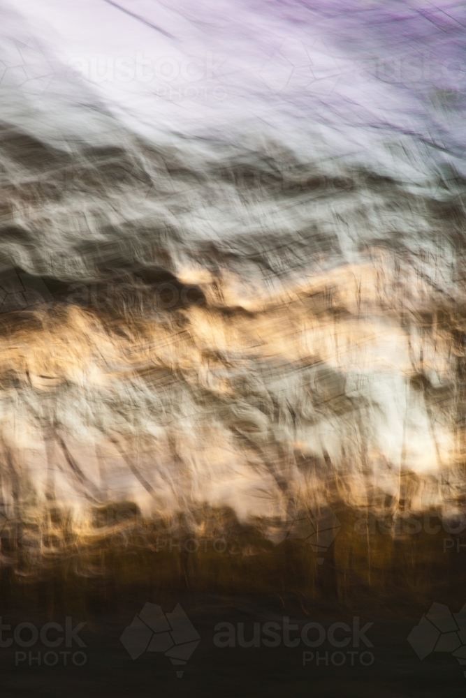 Image of Abstract picture of gum trees at sunset - Austockphoto