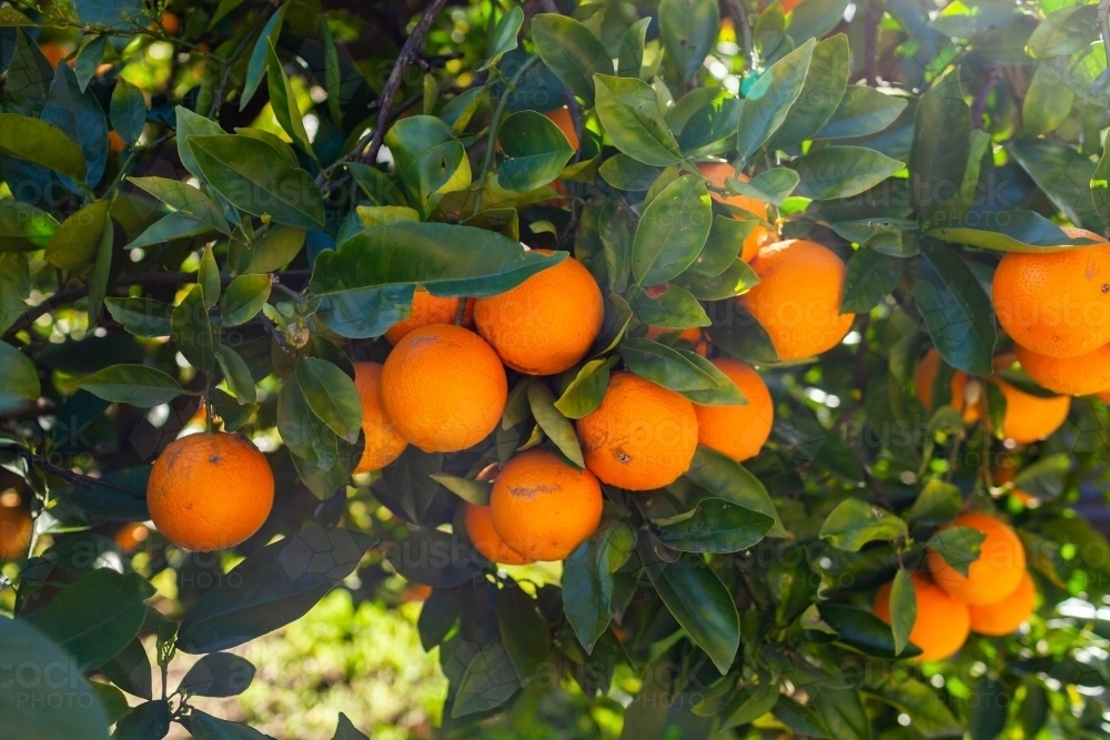 Image of Abundant ripe oranges on fruit tree in backyard in winter ...