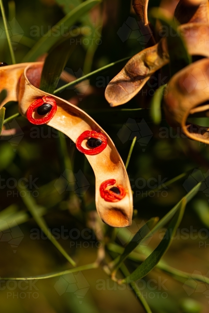 Image of Acacia Cyclops red eyed wattle seed pods - Austockphoto