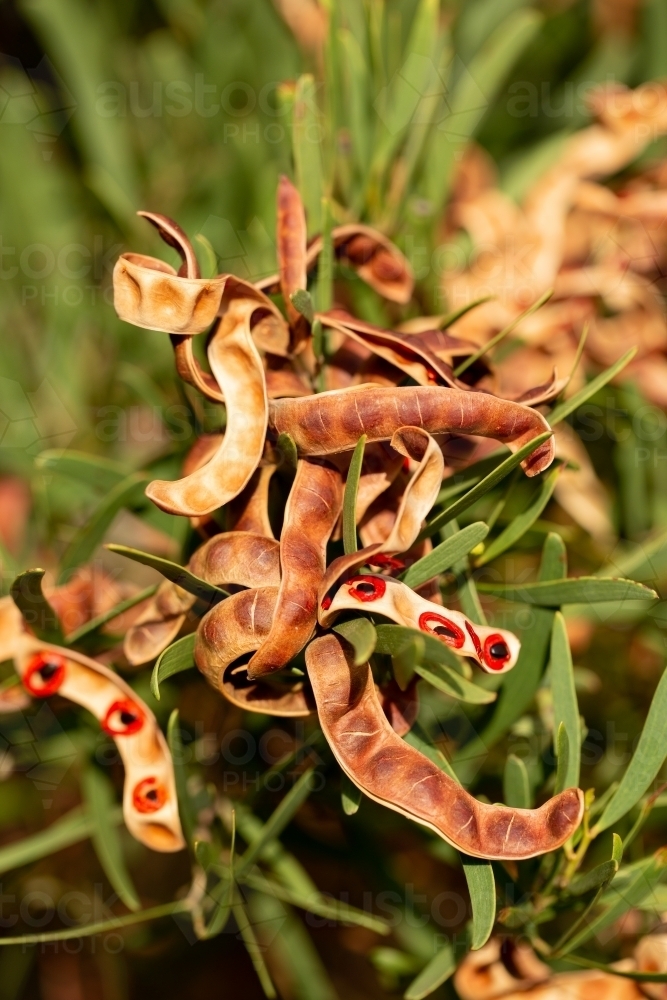 Image of acacia cyclops seedpods open showing bright seeds - Austockphoto